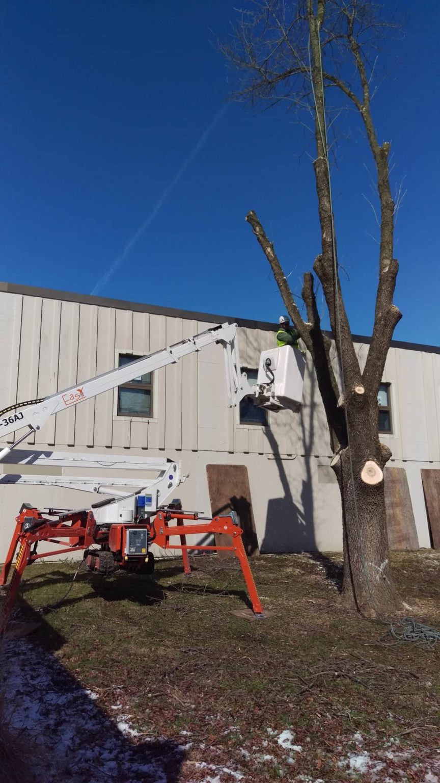 Tree Services Springfield IL | Tree Trimming Service