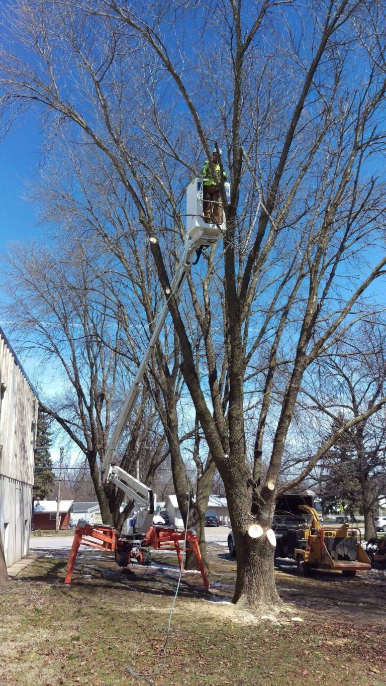 Tree Services Springfield IL | Tree Trimming Service