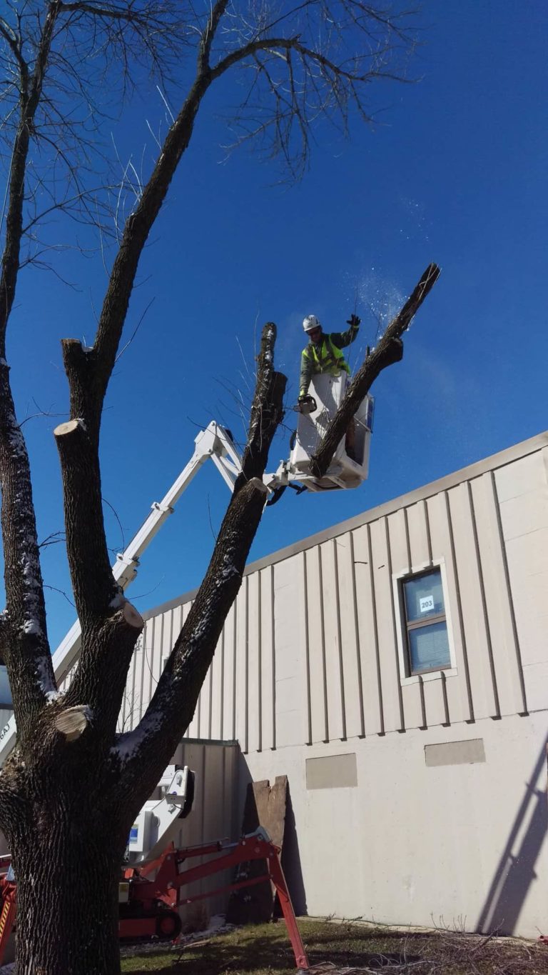 Tree Services Springfield IL | Tree Trimming Service